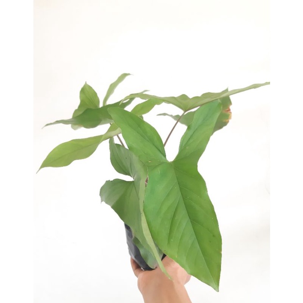 Syngonium Trailing/Climbing (Plain Green) | Shopee Philippines