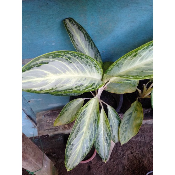 AGLAONEMA COMMUTATUM VARIETIES/LIVE PLANT | Shopee Philippines