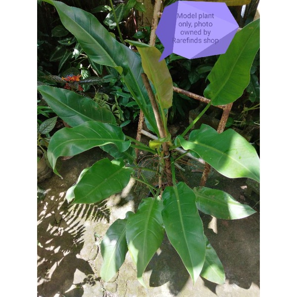PHILODENDRON ORLANDO GREEN. Nodes and Live Plant for sale. | Shopee ...