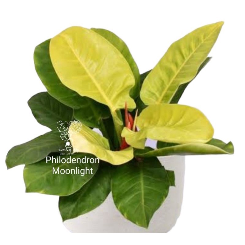 Rare Philodendron Imperial Moonlight Indoor/Outdoor | Shopee Philippines