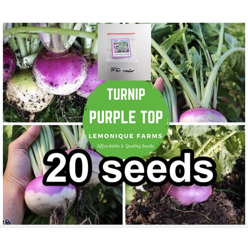 "TURNIP seeds | purple turnip | white turnip | white egg turnip seeds ...