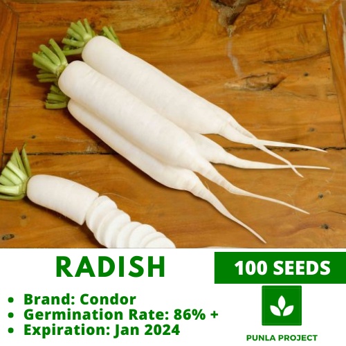 LABANOS 100pcs Radish Nagcarlan vegetable repacked seeds | Shopee ...