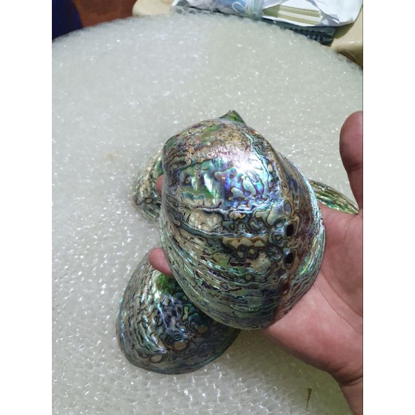 Authentic Abalone Shell Blue/Green Color 5 to 5.4inch | Shopee Philippines