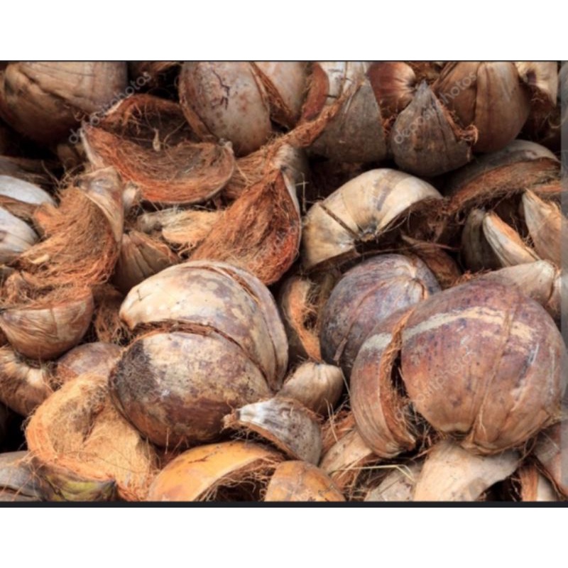 BONUT NG NIYOG NA WALANG MATA/LIBON NA NIYOG(500grams) | Shopee Philippines