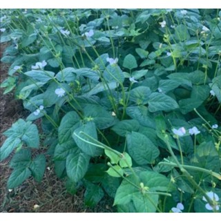 Sitaw na Turo, 50 seeds/pack | Shopee Philippines