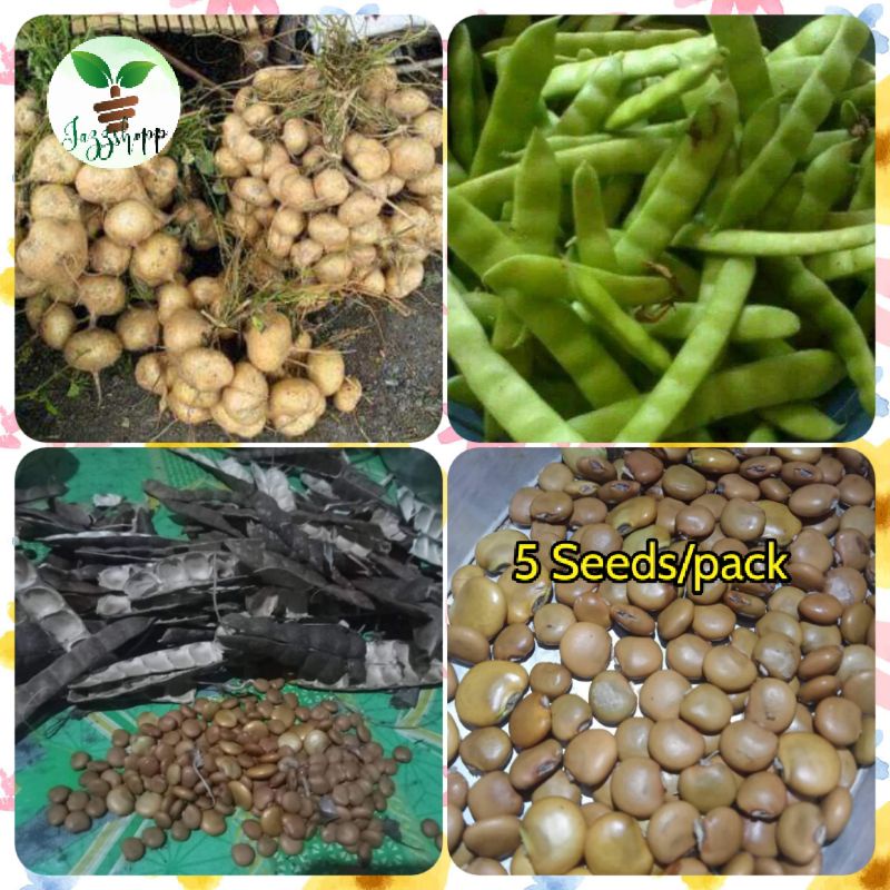 Singkamas Seeds for planting(New Harvest) | Shopee Philippines