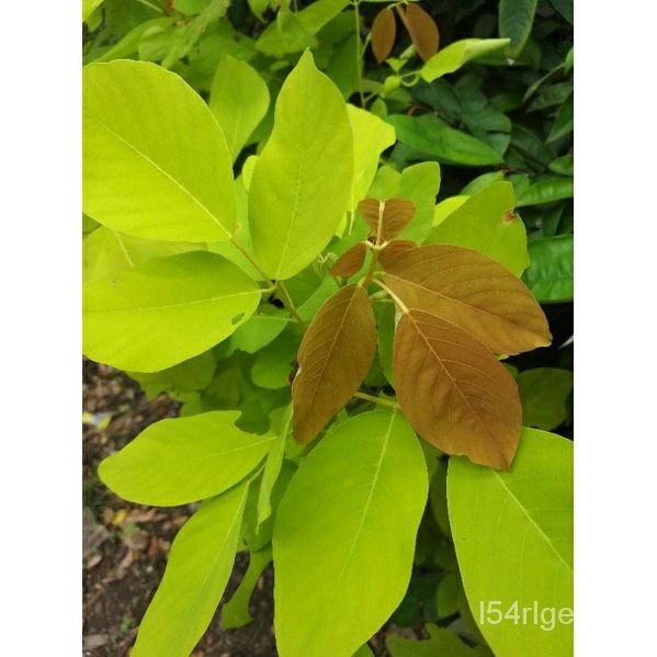 Legium Golden Plant/Casia Fistula/ Legium Yellow Garden Landscapeseeds ...