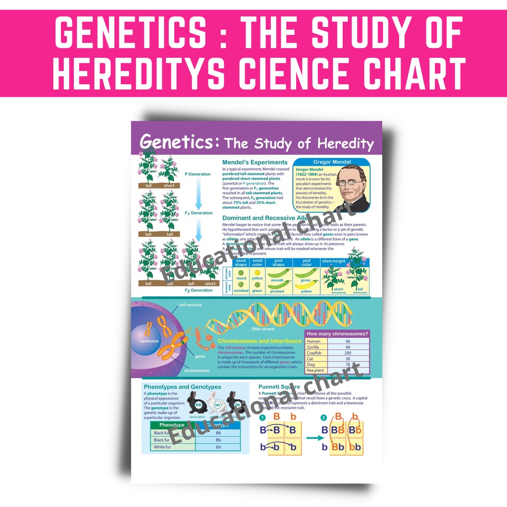 GENETICS & HEREDITY POSTERS CHARTS I ALL ABOUT SCIENCE CHARTS, A4 Size ...