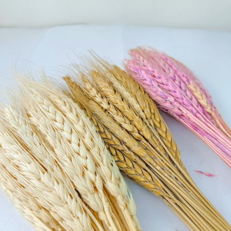 Dried Wheat Flower | Real Imported Dried Flower (3 pcs) | Shopee ...