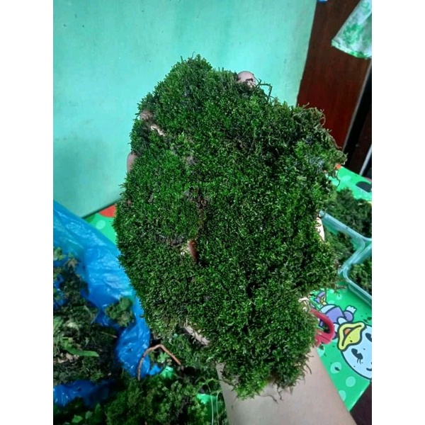 sheet moss (land moss) | Shopee Philippines