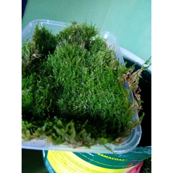 christmass moss (aquamoss) | Shopee Philippines