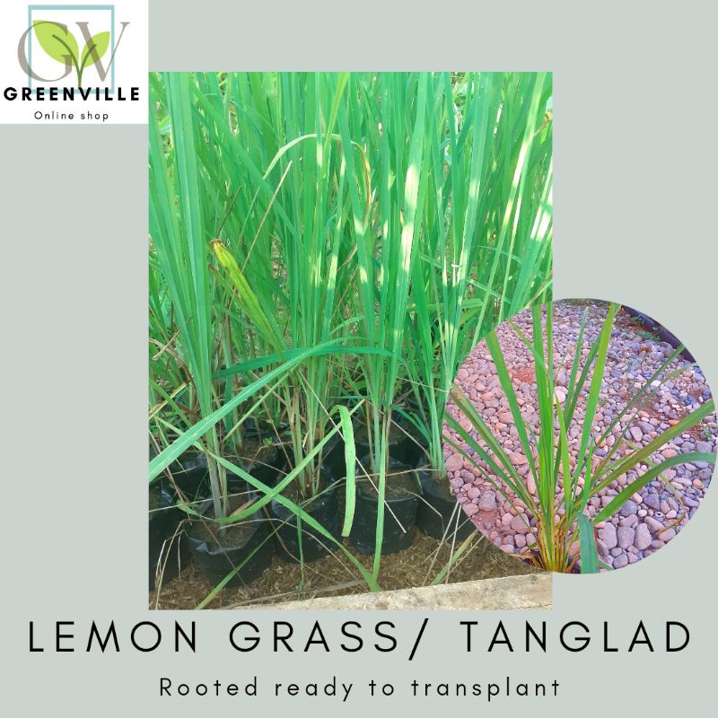 LEMON GRASS Tanglad 100% buhay na at pwede na ilipat | Shopee Philippines