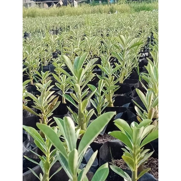Adenium Root Stock (Single Stem) UPROOTED | Shopee Philippines