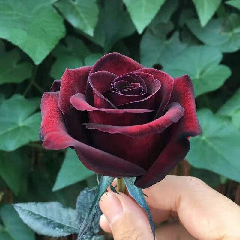 50PCS Red Rose Seeds for Planting Red Rose Flower Seeds for Gardening ...
