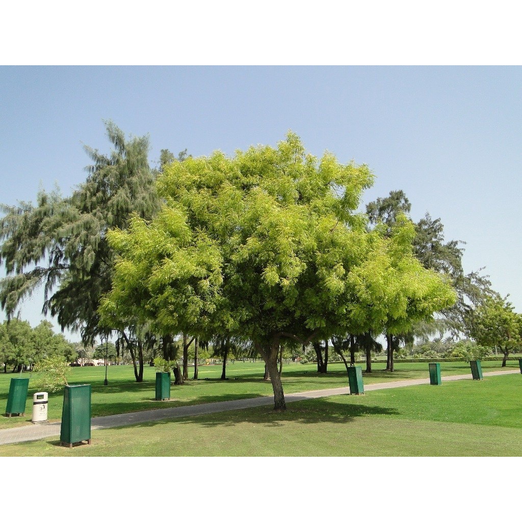 neem tree neem plant | Shopee Philippines