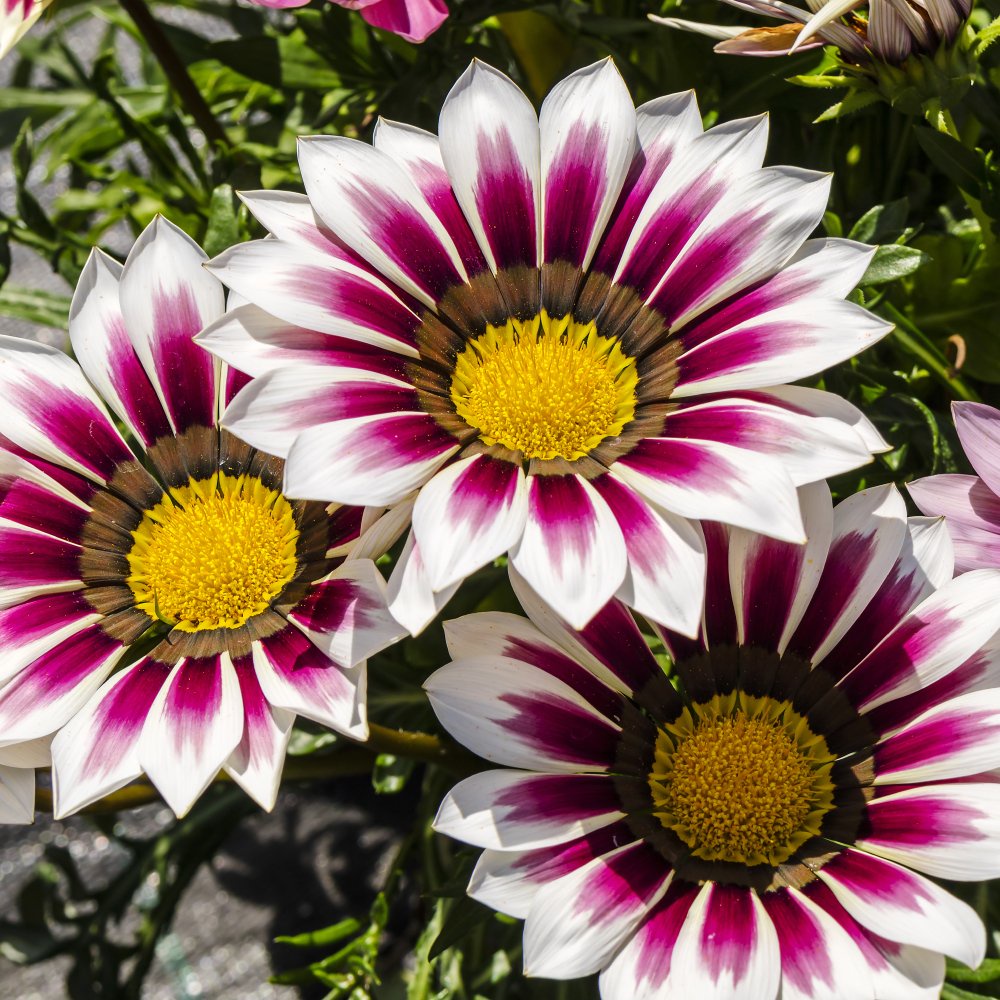 M&A PHC African Sunflower Seeds for Planting/Rare Gazania Flower Seeds ...