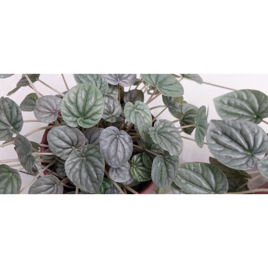 Silver Ripple Peperomia / Silver crumpled peperomia ( Peperomia ...