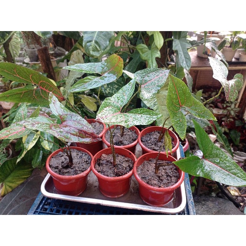 Alocasia Red Avatar (Cyrtosperma Johnstonii) | Shopee Philippines