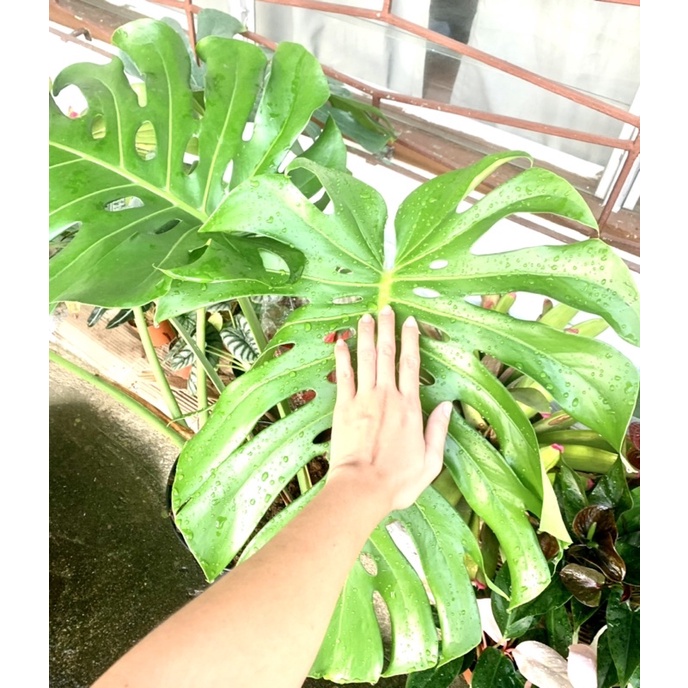 Monstera Deliciosa EXTRA LARGE | Shopee Philippines
