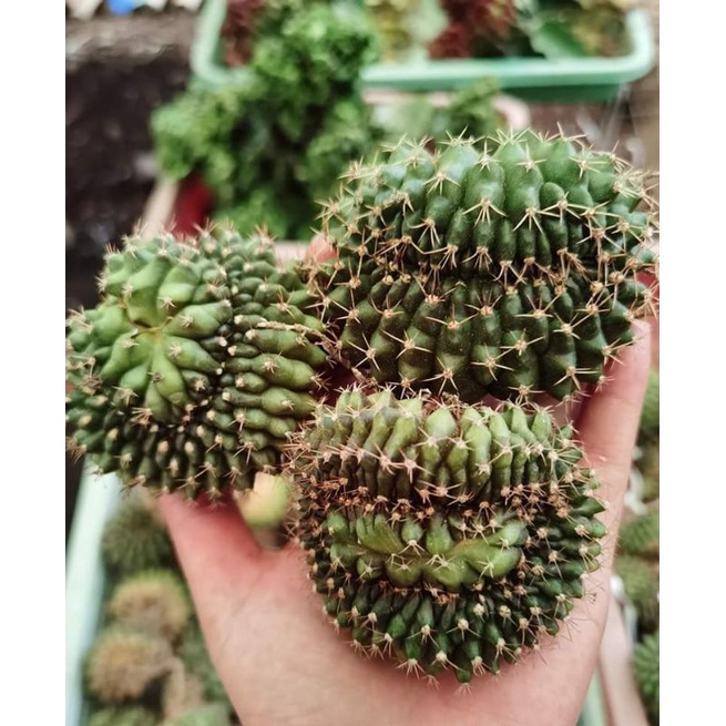 Crested Gymnocalycium (Rare and Collectible Cactus) | Shopee Philippines