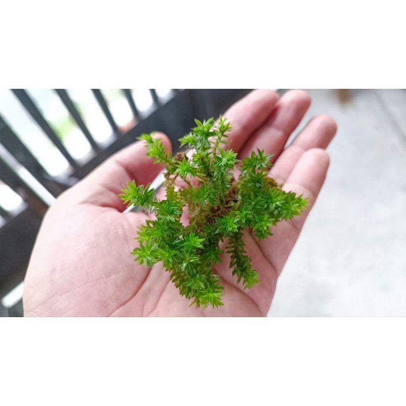 MNIUM HORNUM MOSS (Terrestrial Moss) | Shopee Philippines