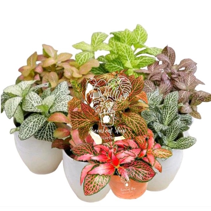 Fittonia Varieties Vibrant Color's Nerve Plants Cute Size Leaf Vibrant ...
