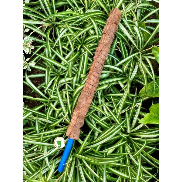 Coco Poles / Coco Fiber Poles for Plants (PVC based) - Sizes 1ft/2ft ...