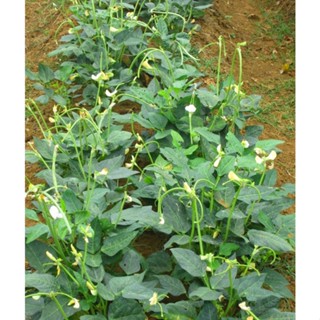 (25pcs seeds) SITAW NA TURO/BUSH SITAW/LOS BANOS VARIETY | Shopee ...