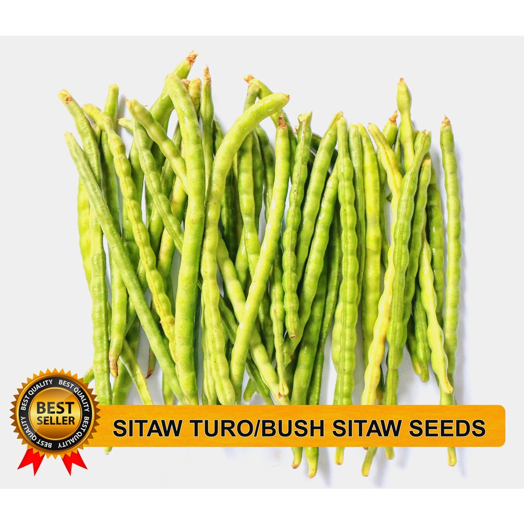 VALUE PACK (10pcs seeds) SITAW NA TURO/BUSH SITAW/LOS BANOS VARIETY ...