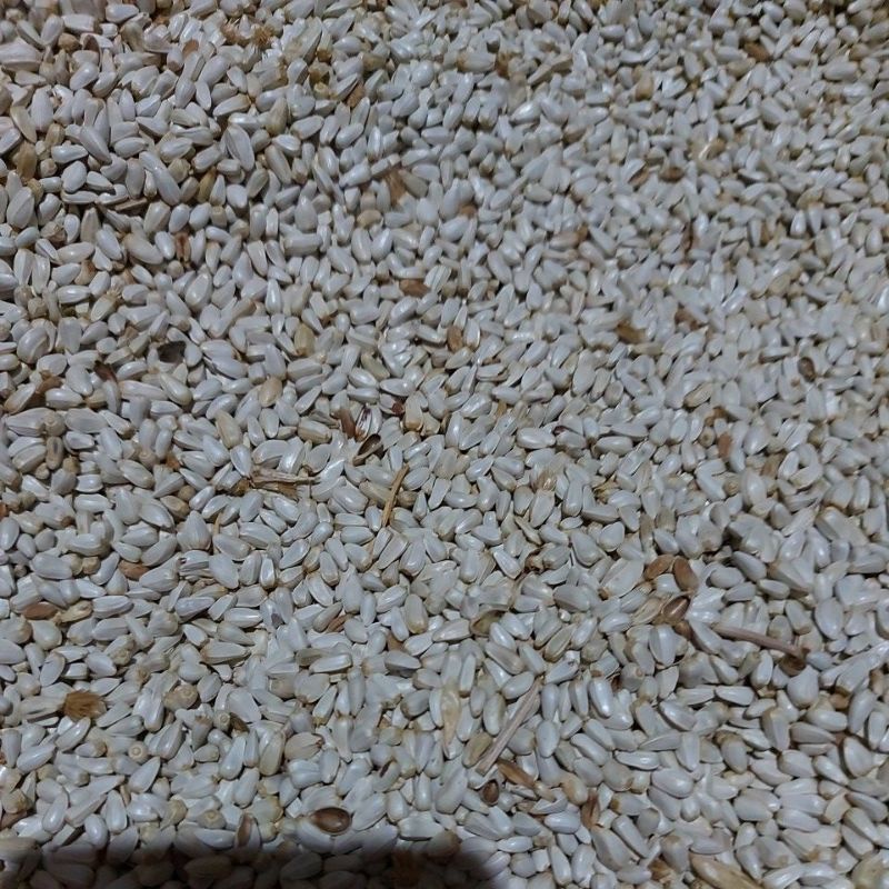 saff Flower Seed 1kg | Shopee Philippines