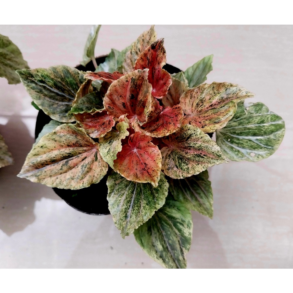 Peperomia Marmorata Pink Lady | Shopee Philippines
