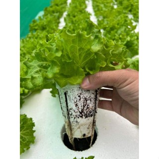 Kratky Hydroponics Starter KIT 1 (FREE MANUAL AND SEEDS) | Shopee ...