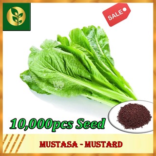 Mustasa Seeds | Mustard Seeds | Vegetables seeds | Golden Quality ...