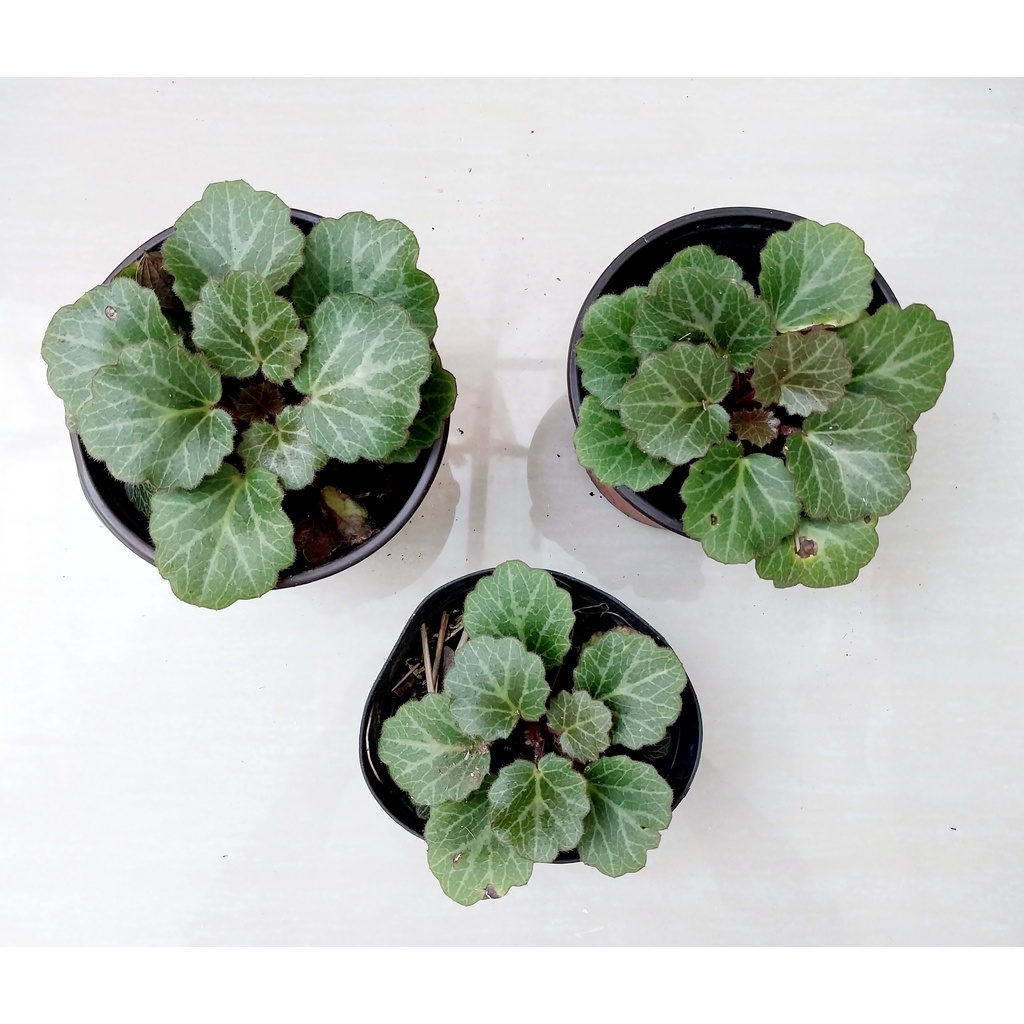 Strawberry Begonia ( Saxifraga stolonifera / strawberry geranium ...