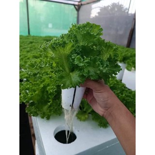 Kratky Hydroponics Starter KIT 1 (FREE MANUAL AND SEEDS) | Shopee ...