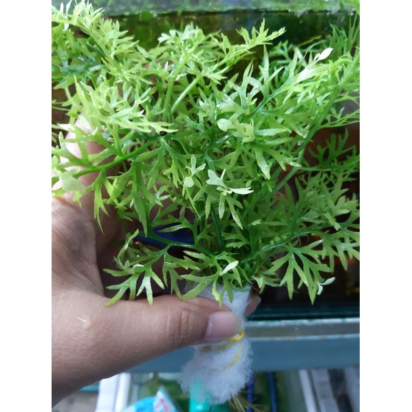 floating fern or water sprite | Shopee Philippines