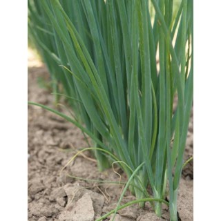 Dahon ng Sibuyas/Bunching (50pcs seeds) | Shopee Philippines