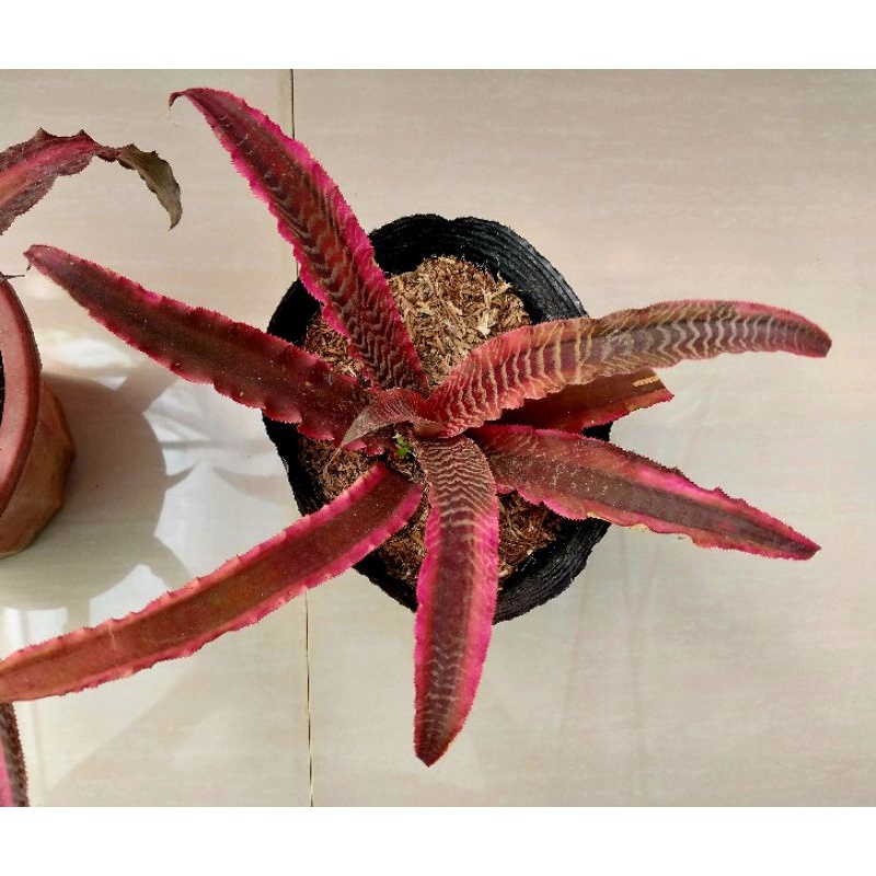 Cryptanthus Elaine ( Elaine Earth Star ) | Shopee Philippines