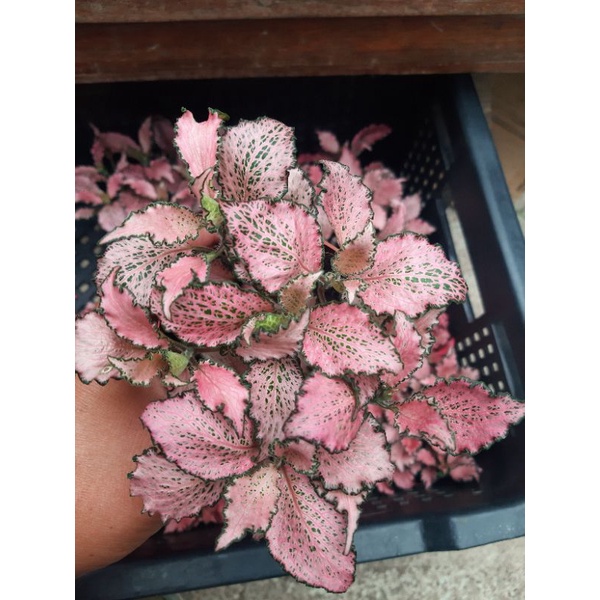 thailand fittonia/nerveplant | Shopee Philippines