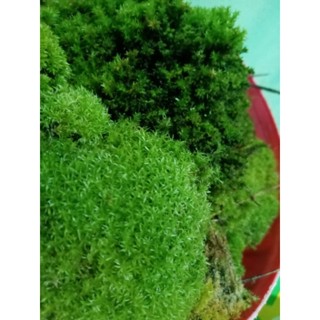 Cat's Tail Moss(terrestrial moss) | Shopee Philippines
