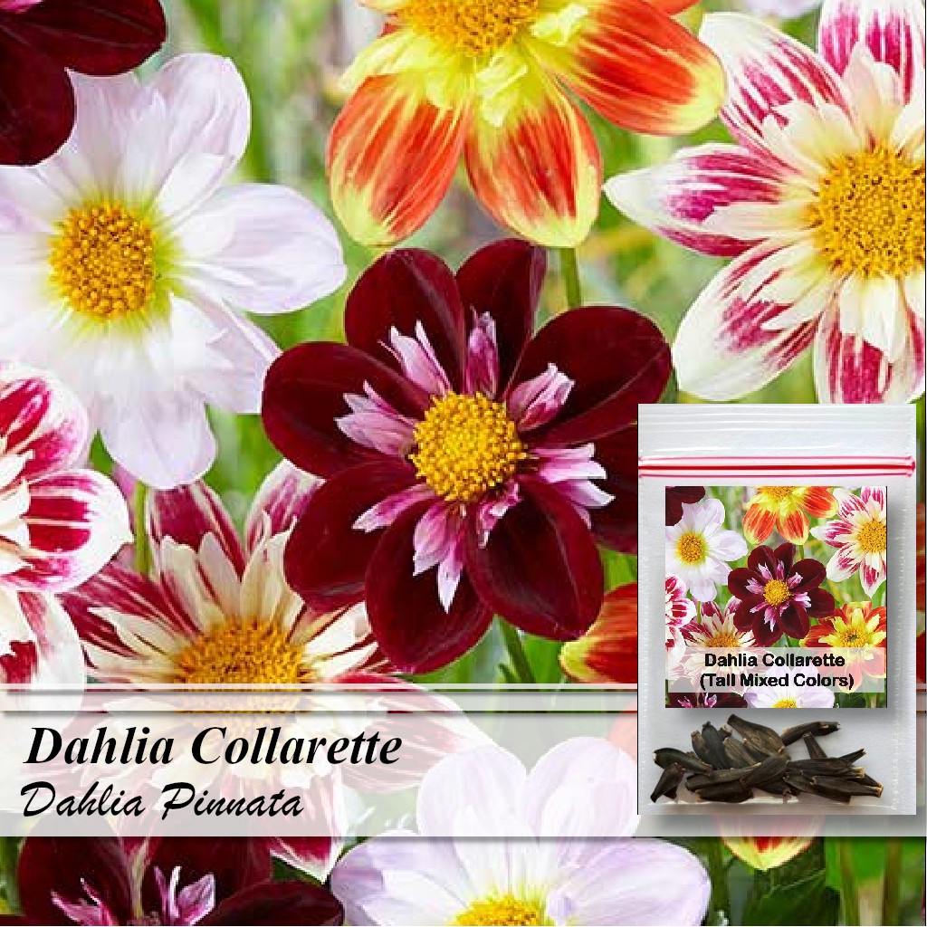 RARE Dahlia Collarette Flower 20 Seeds (Dahlia Pinnata) - Mixed Colors ...