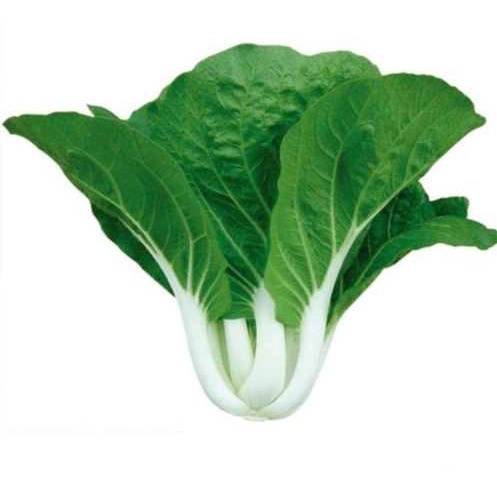 Chinese White Rose Small Pechay Pak Choi Vegetable Seeds ( 2000 seeds ...