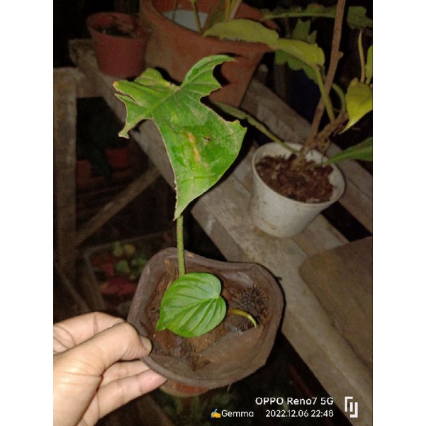 Philo nangaretense, eppi albo and var peace lily | Shopee Philippines