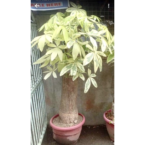 Money Tree Variegated 4-5 FT Tall | Shopee Philippines
