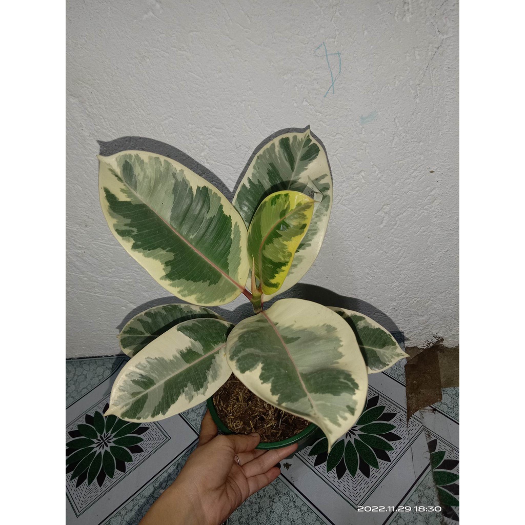Ficus Elastica White Tineke | Shopee Philippines