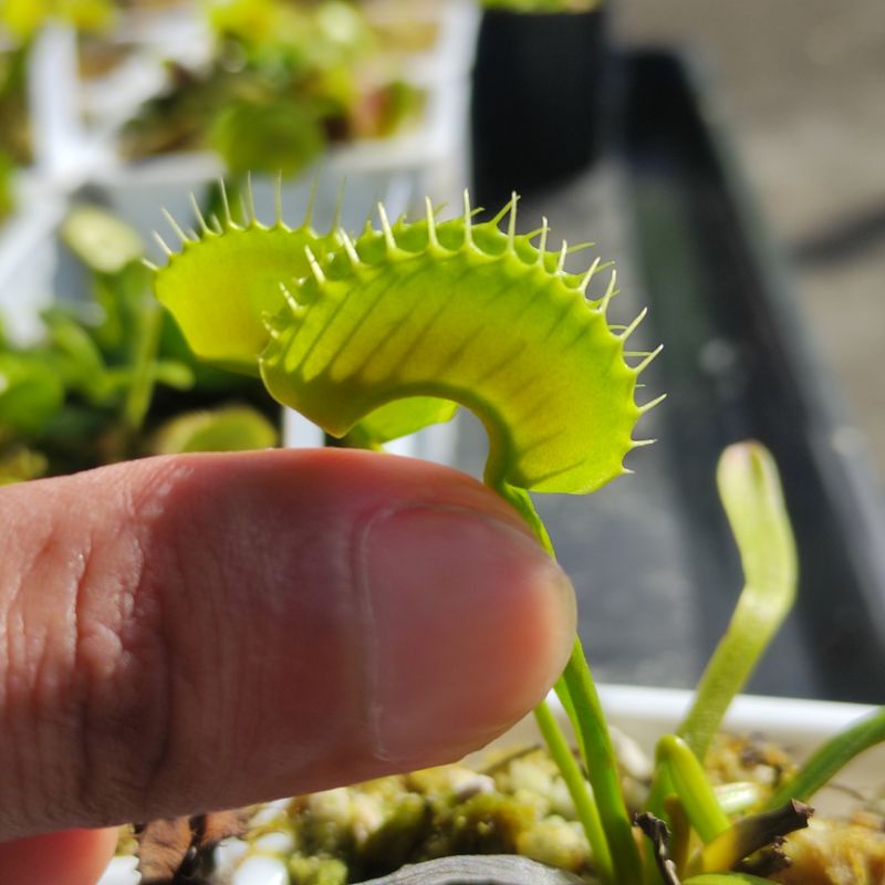 Venus Flytrap 'King Henry' | Shopee Philippines