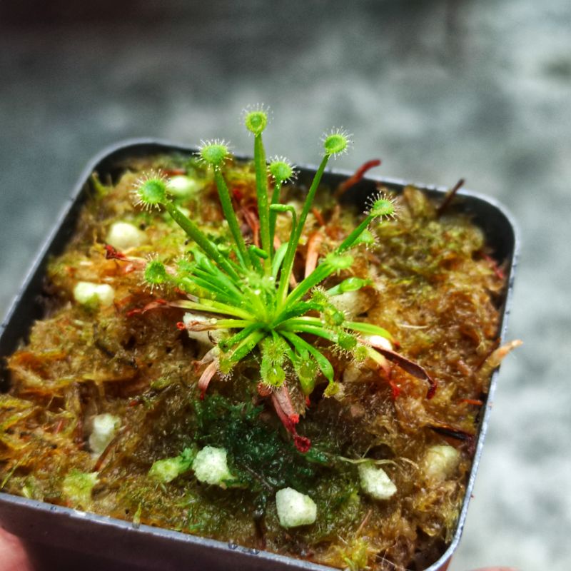 Drosera fulva 'Girraween Lagoon' (East) | Shopee Philippines