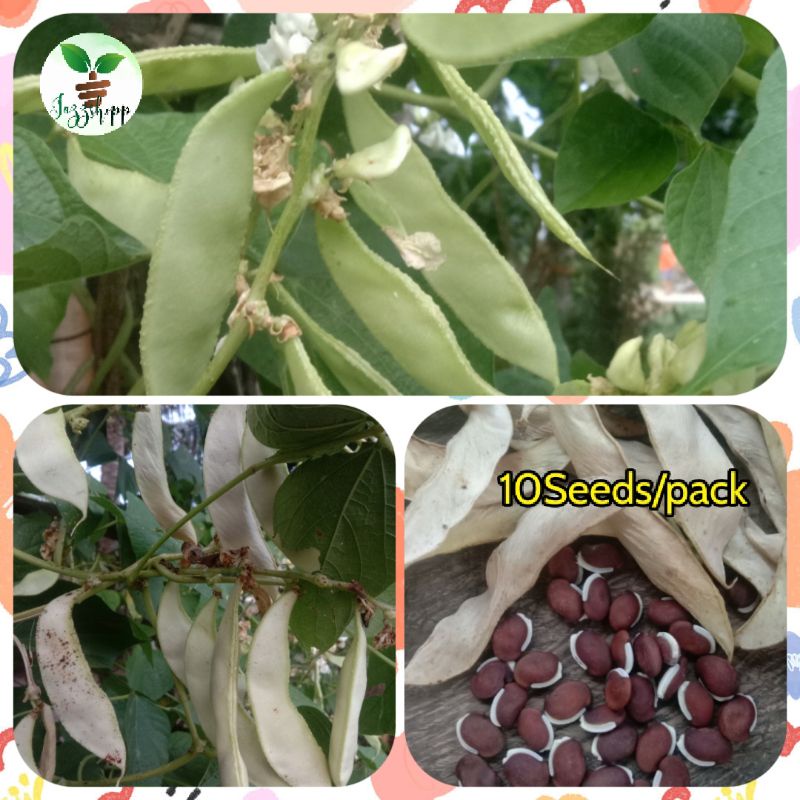 Bataw Variety Green(10pcs Per pack) | Shopee Philippines