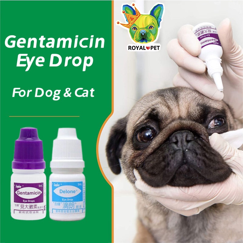 Pet eye drops for treatment of pet cat and dog eye infections Removing ...