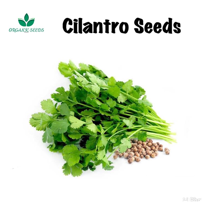 Cilantro/Coriander/Wansoy (50pcs seeds) | Shopee Philippines